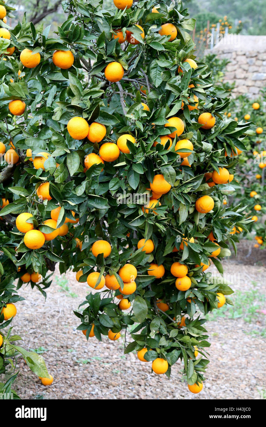 Oranges spain hi-res stock photography and images - Alamy