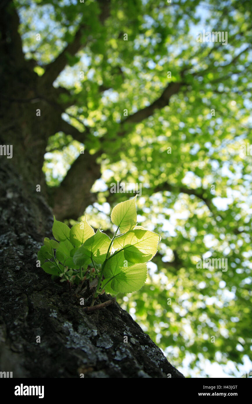 Lime-tree, strain, leaves, instincts, spring, tree, trunk, the sun ...