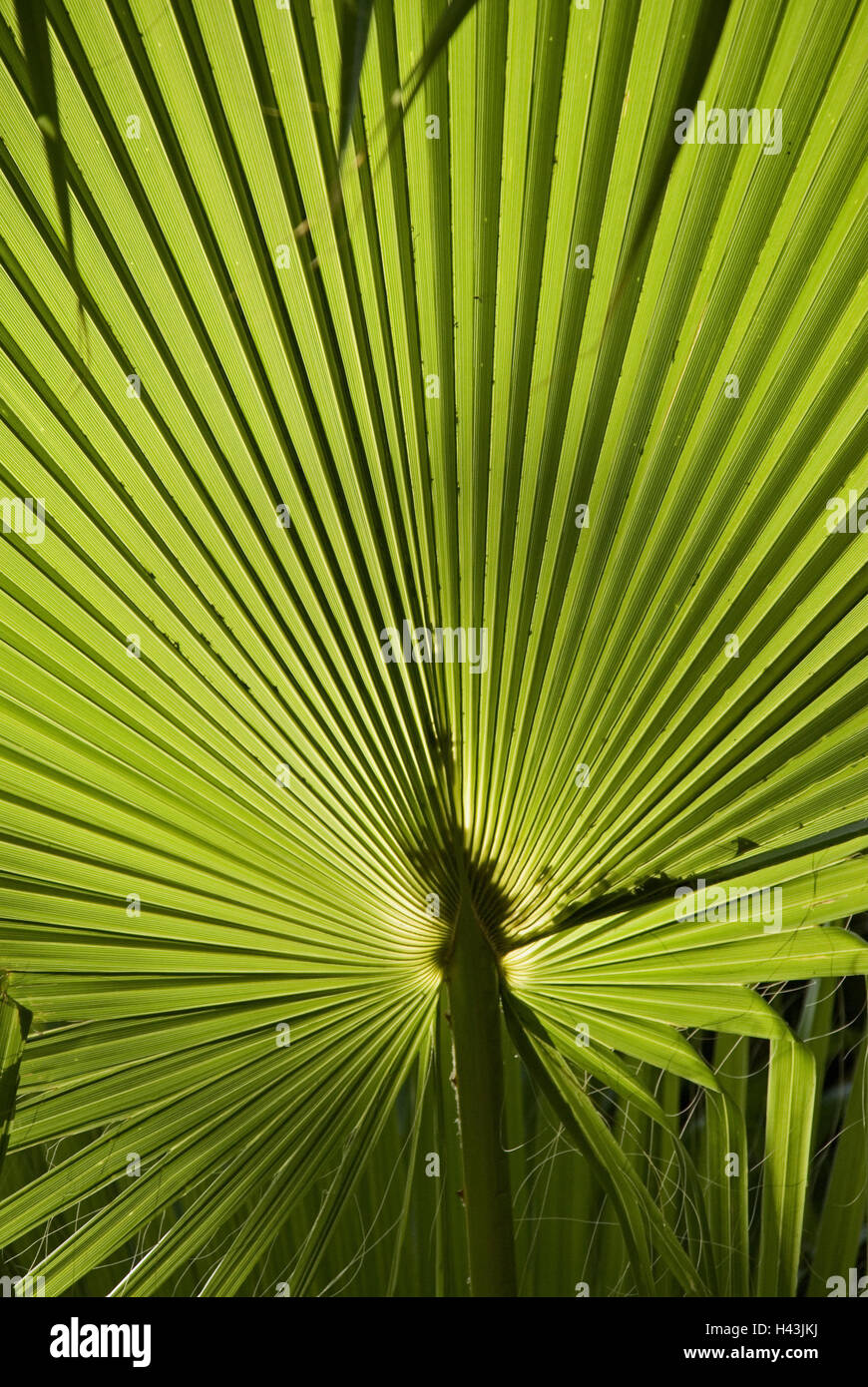 Palm leaves, medium close-up, plants, vegetation, palm, professional ...