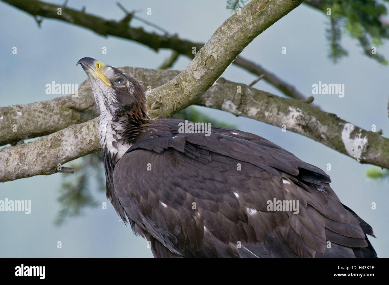 Stone eagles, young animal, side view, sit, to high-level views, eyrie ...
