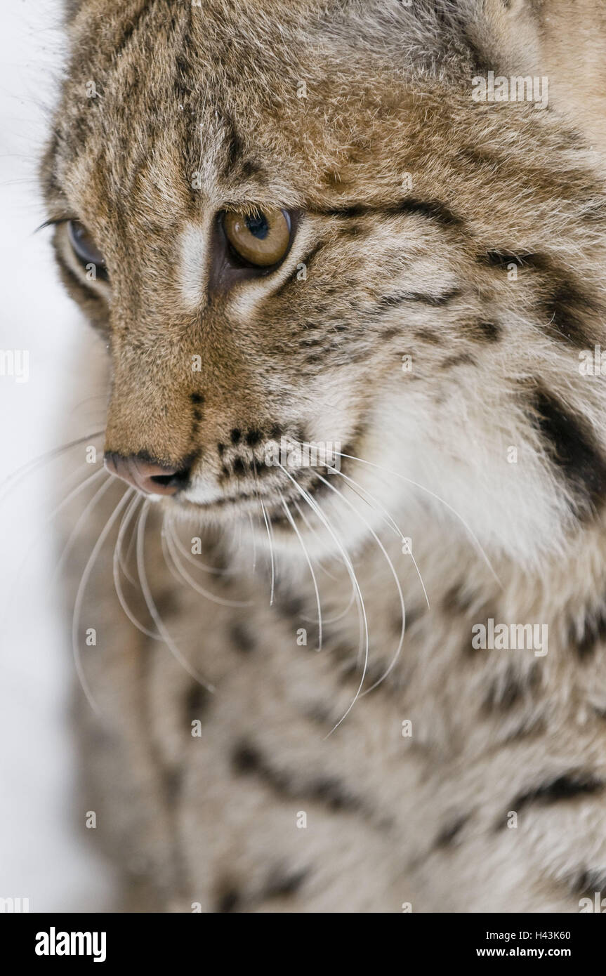 Lynx, Lynx lynx, portrait, side view, curled, big cat, predator, mammal ...
