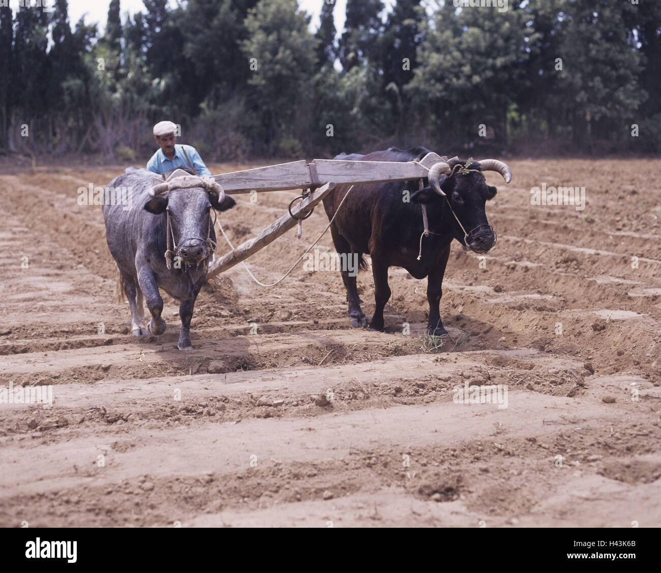 Turkey, Anatolia, man, ox, work in the fields, no model release Stock ...