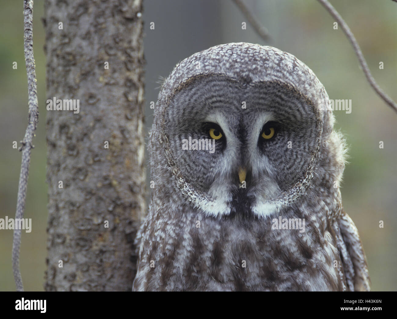 Beard owl, Strix nebulosa, portrait Stock Photo - Alamy