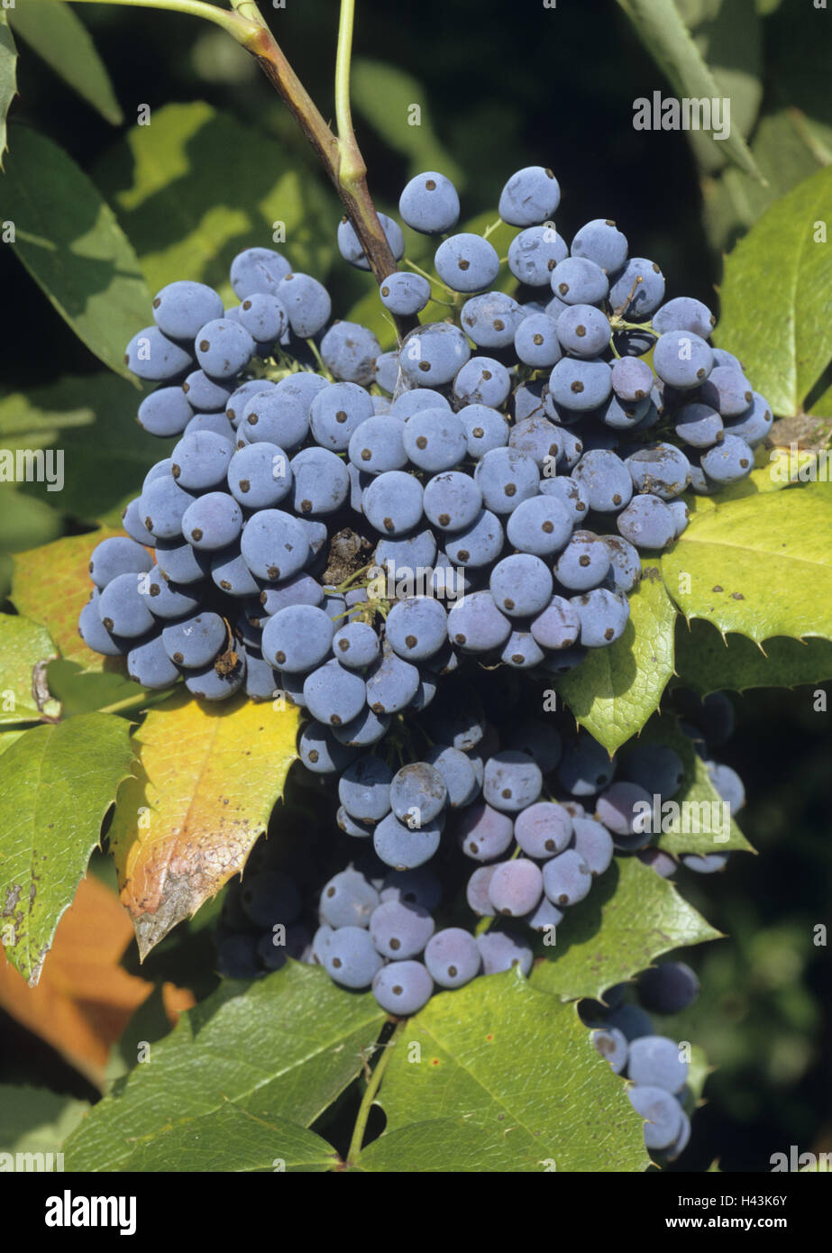 Usual mahonie hi-res stock photography and images - Alamy