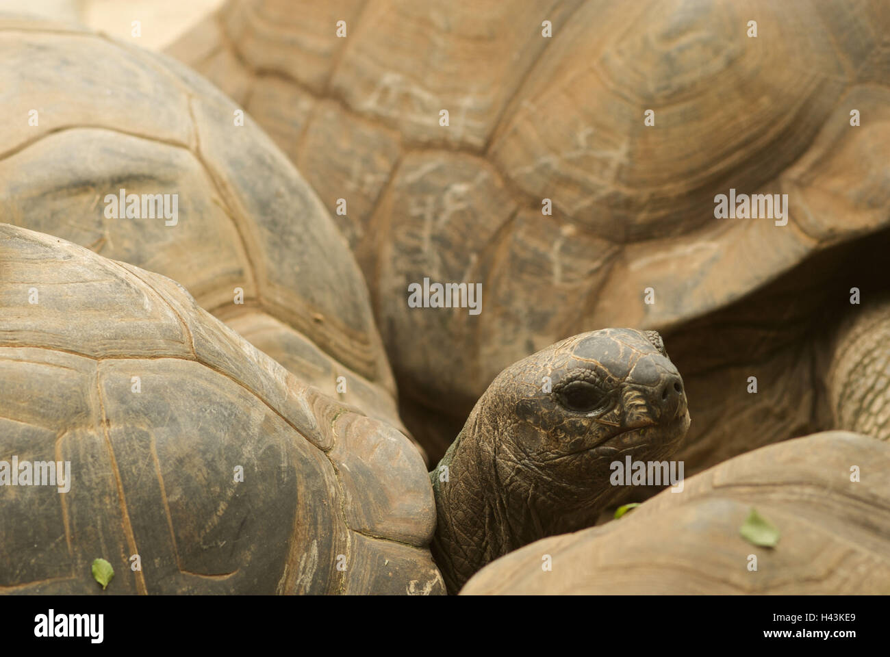Giant tortoise, tortoise shell, detail Stock Photo - Alamy