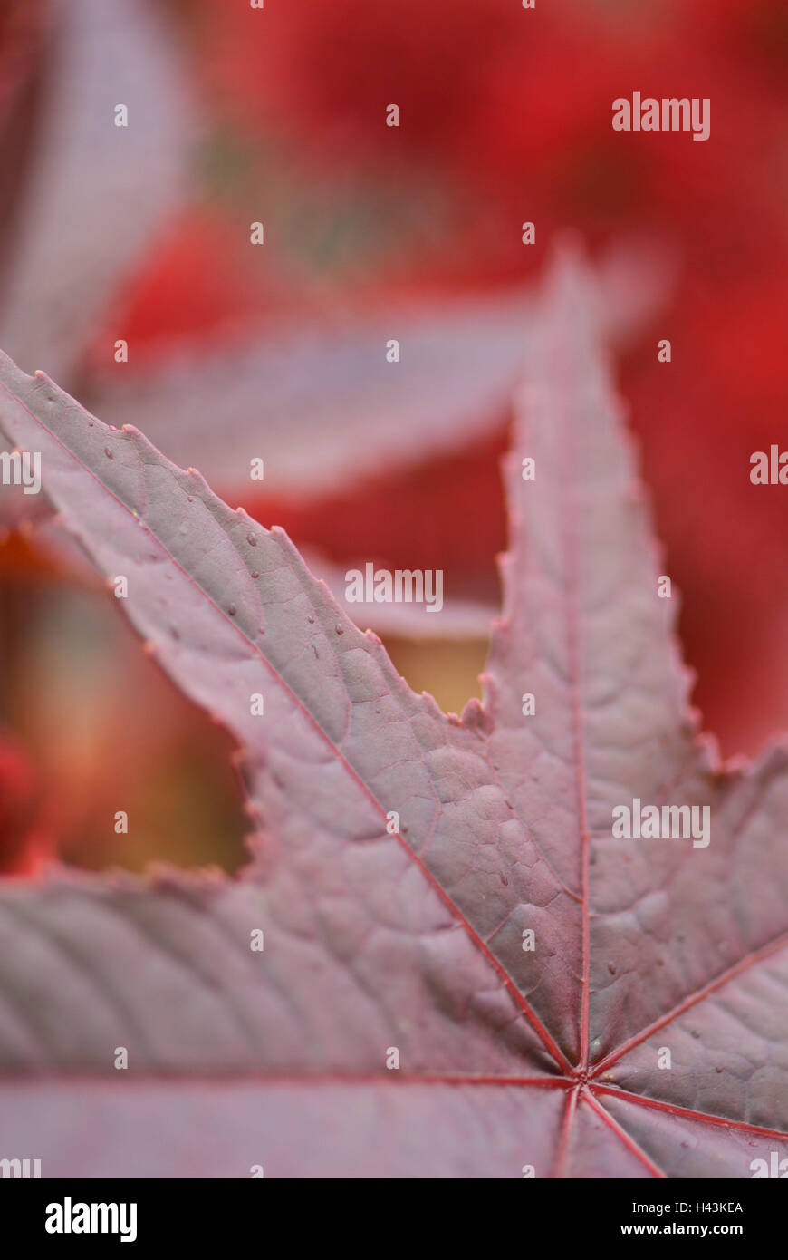 Red leaf detail hi-res stock photography and images - Alamy