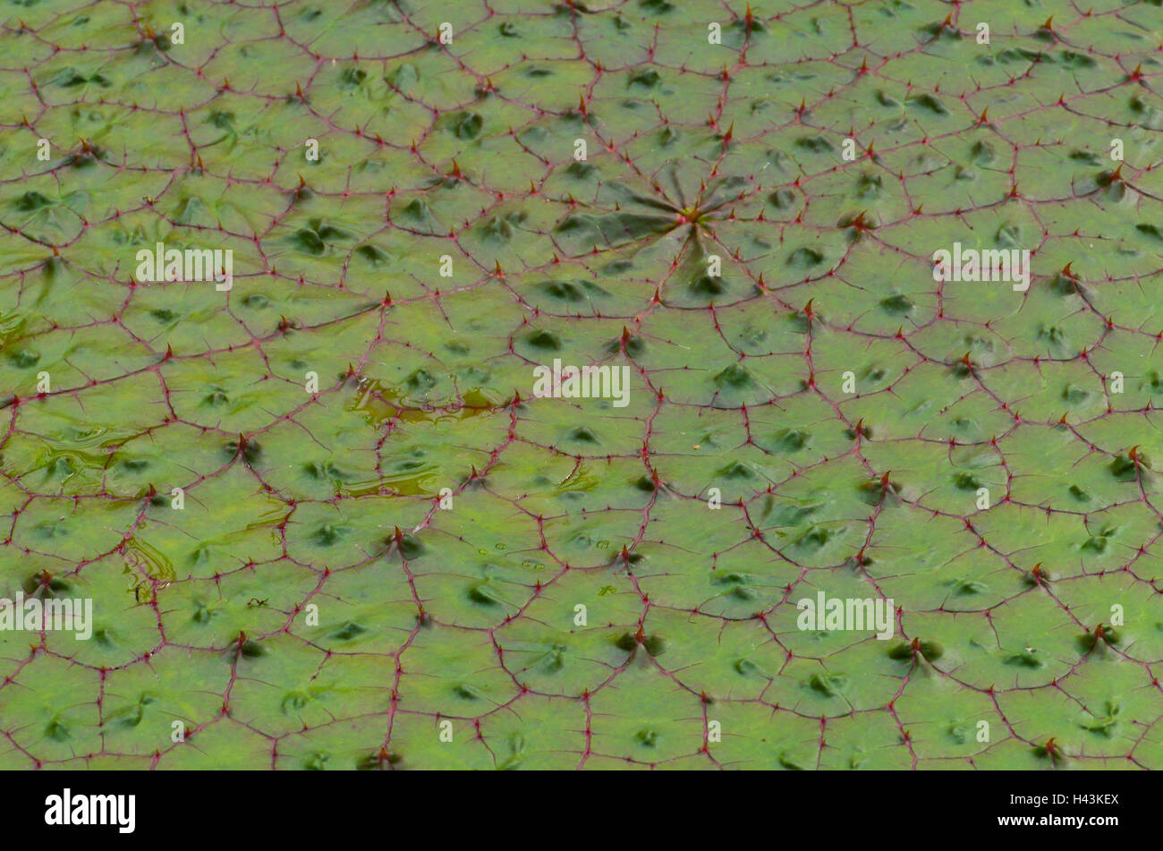 Structure, water lily leaves, from above, Eryale Ferox Stock Photo - Alamy