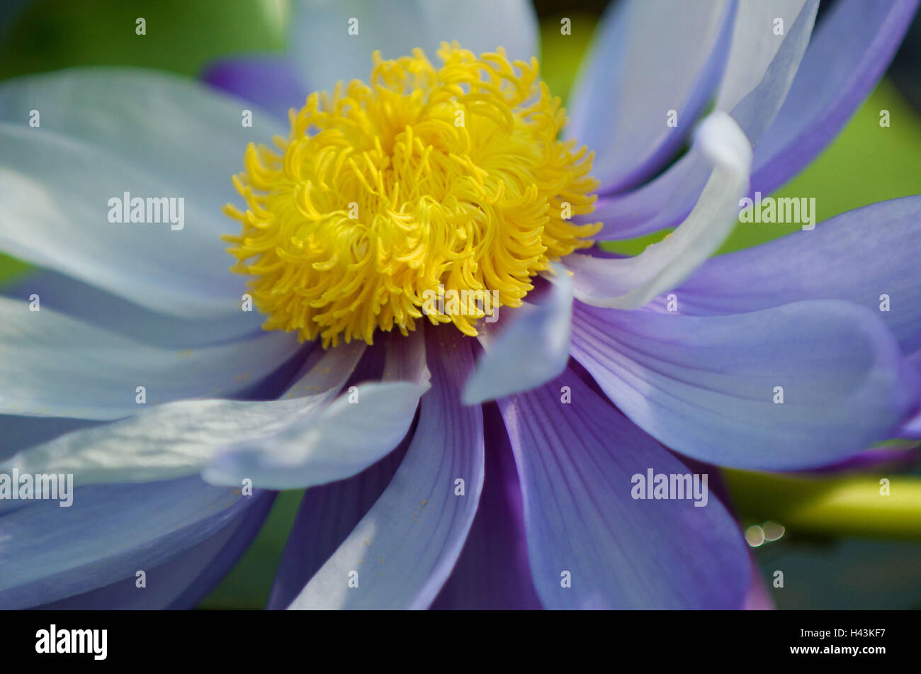 Water lily, blossom, single, blue, detail, blur Stock Photo - Alamy