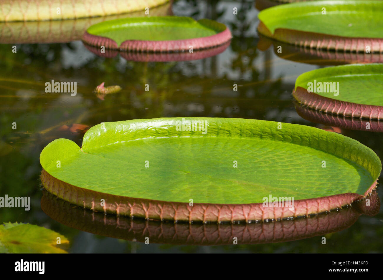 Gigantic water lily leaves, Victoria Regia, Victoria Cruziana, pond Stock Photo - Alamy
