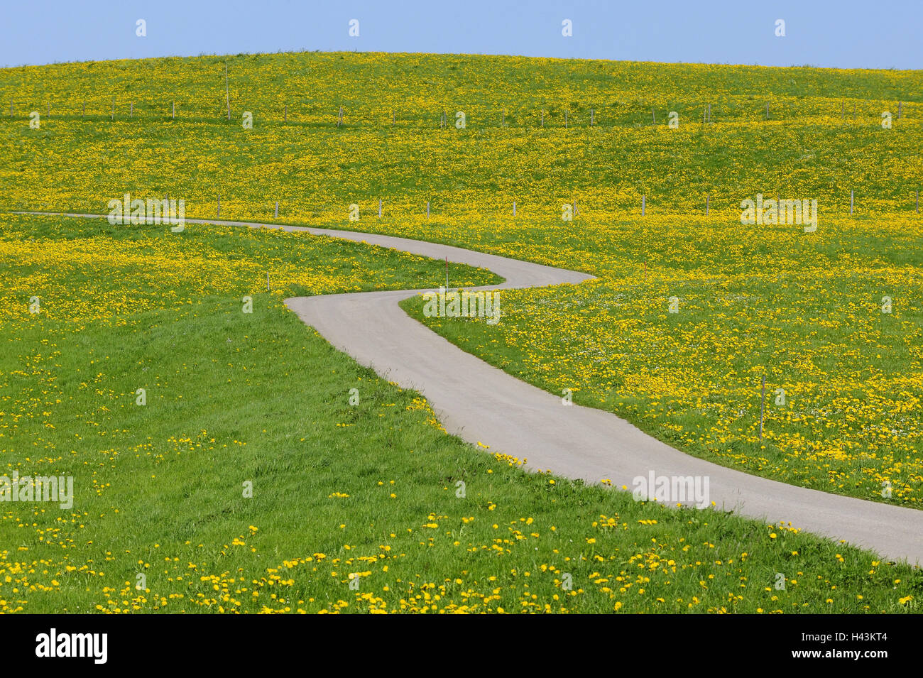 Field scenery, street Stock Photo - Alamy