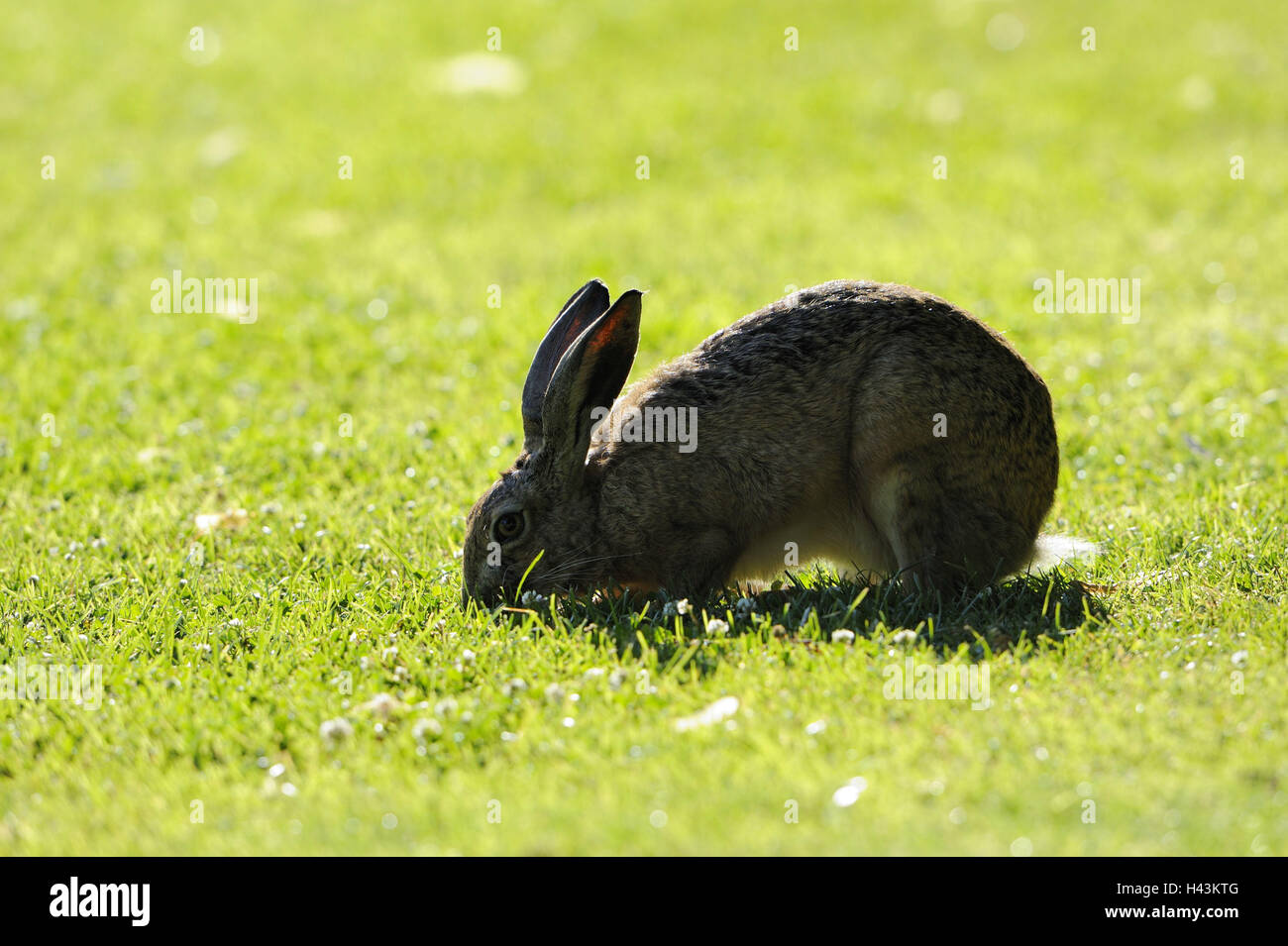 Hare back hi-res stock photography and images - Alamy