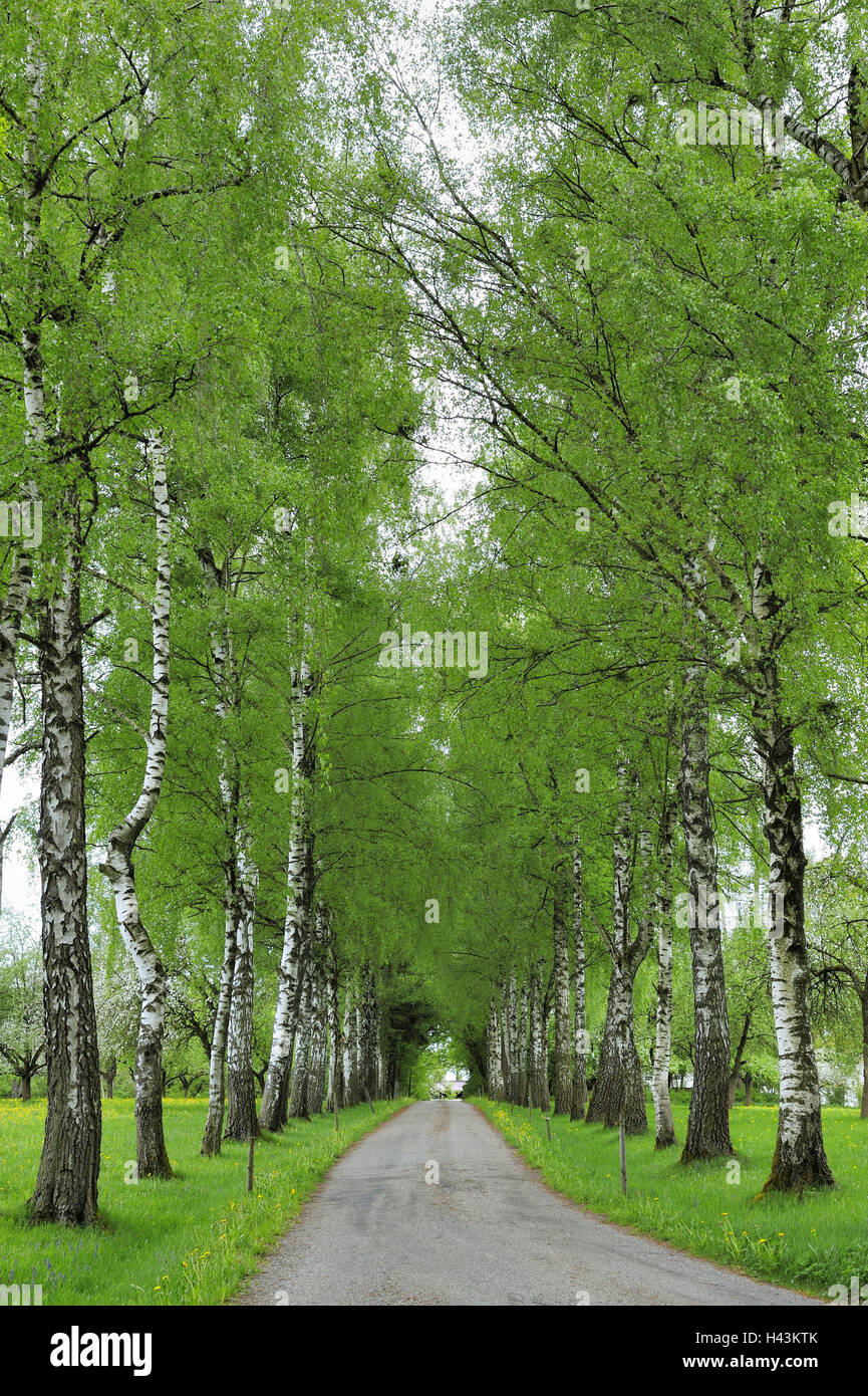 Birches hi-res stock photography and images - Alamy