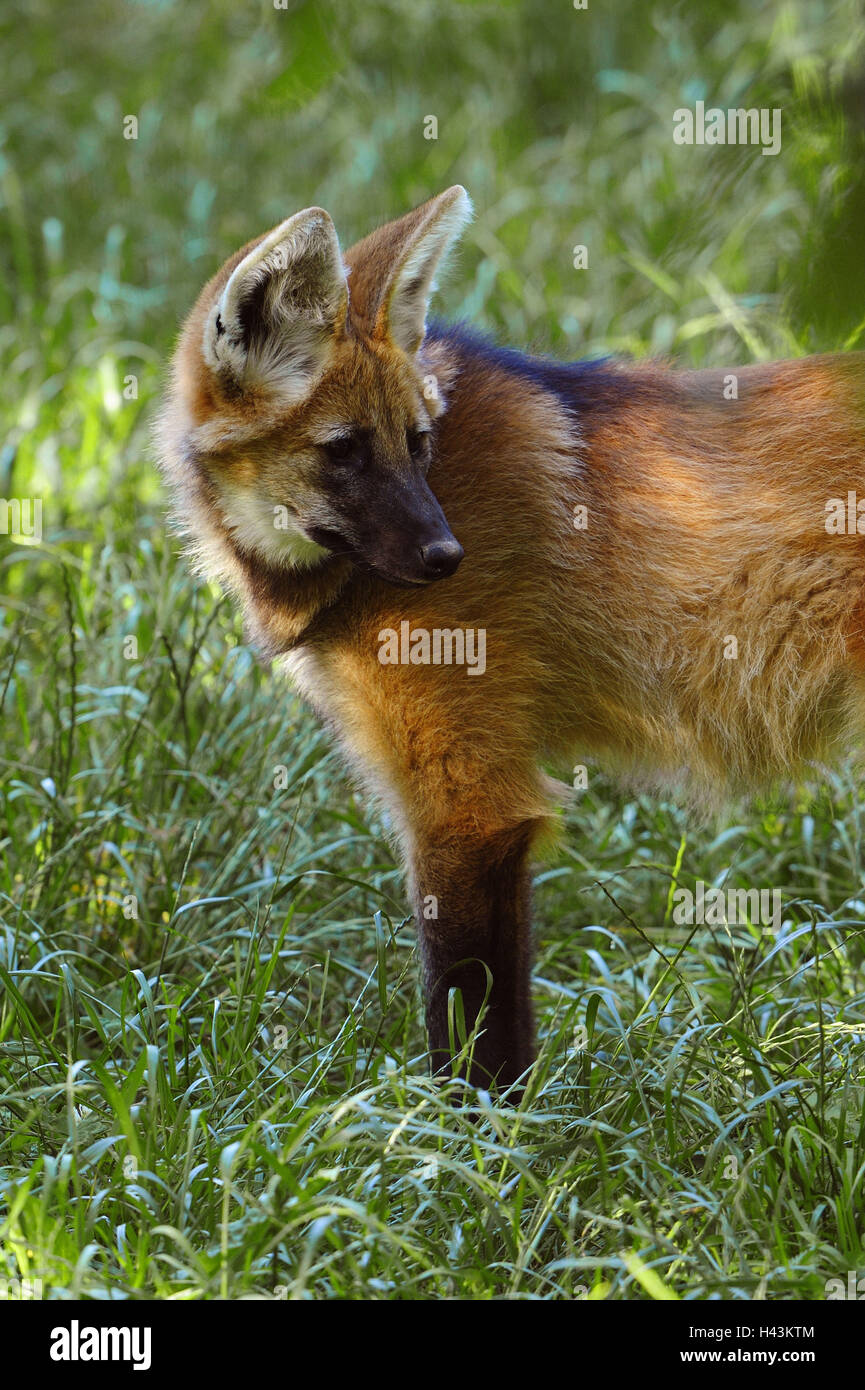 Mane wolf, Chrysocyon brachyurus Stock Photo - Alamy