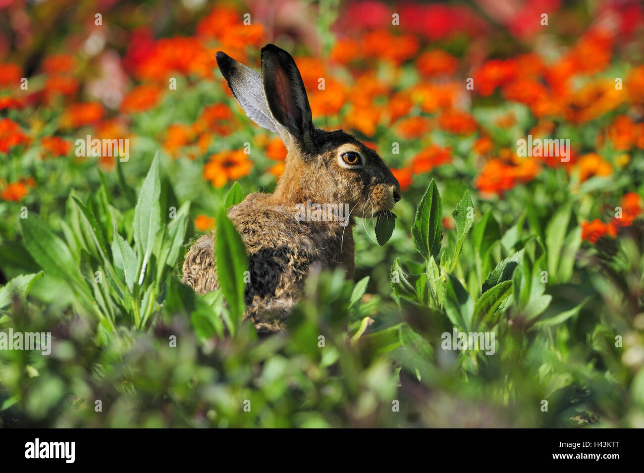 Field hare, Lepus europaeus Stock Photo - Alamy