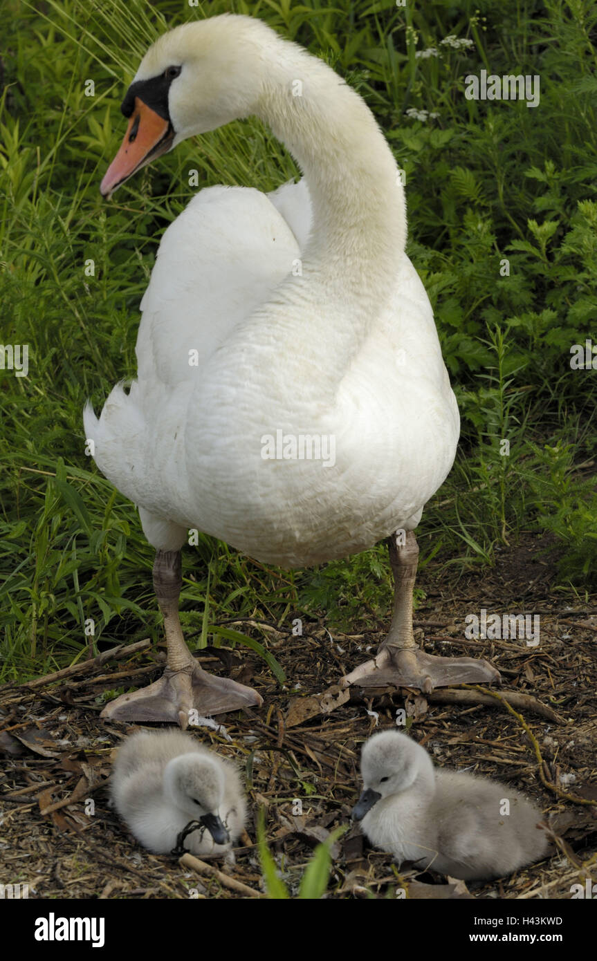 Mute swan, Cygnus olor, adult bird, chick, two, guarding Stock Photo ...
