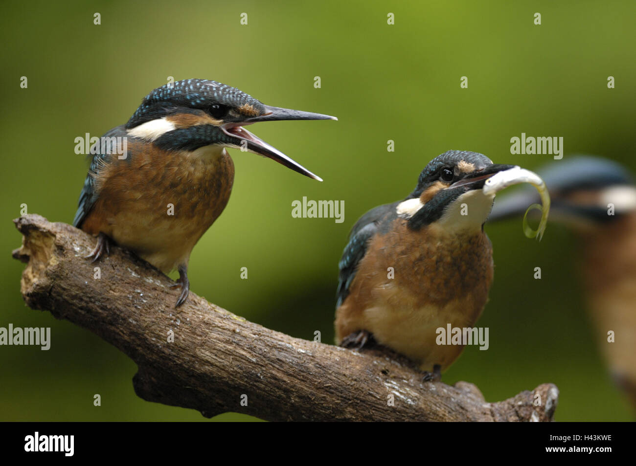 Kingfisher alcedo atthis fish hi-res stock photography and images - Alamy