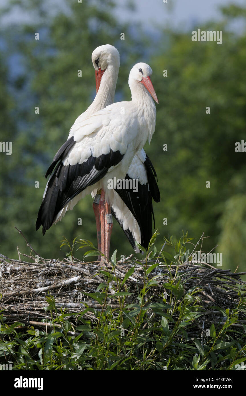 White storks, Ciconia ciconia, nest, standing Stock Photo - Alamy