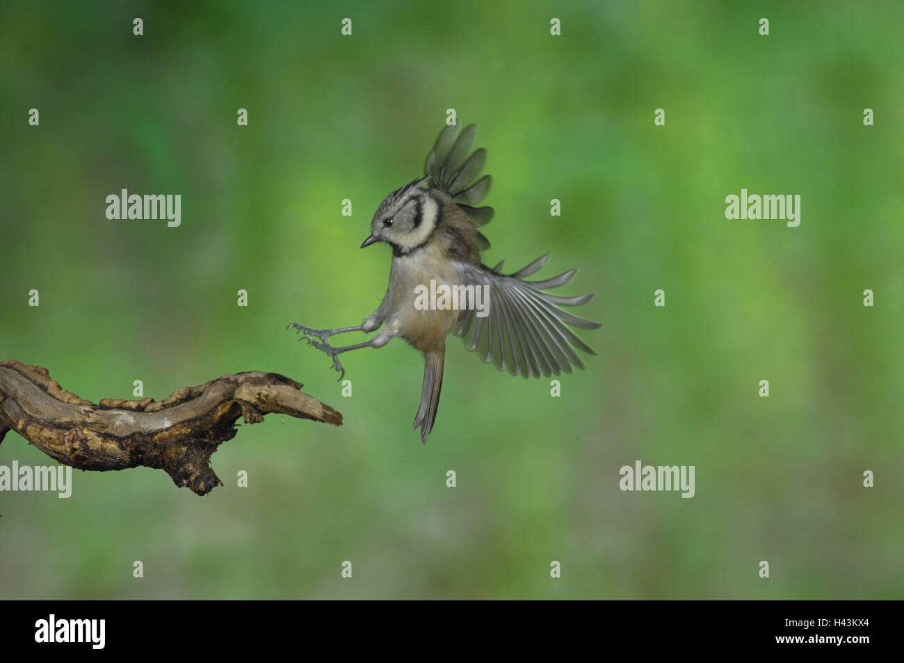 Crested tit, Parus cristatus, flight, branch, landing, side view Stock ...