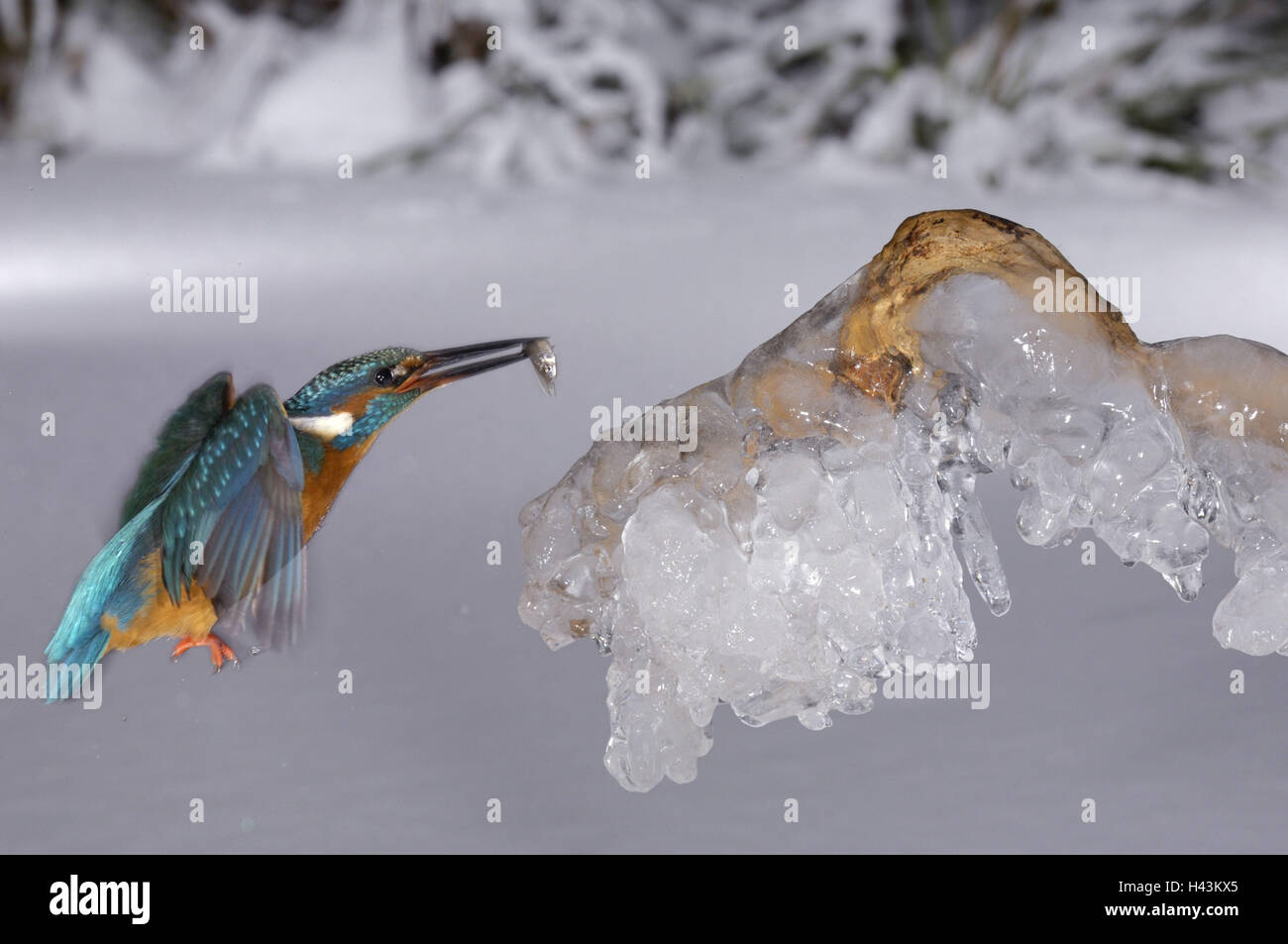 Kingfisher, Alcedo atthis, flight, branch, fish, eating, side view ...