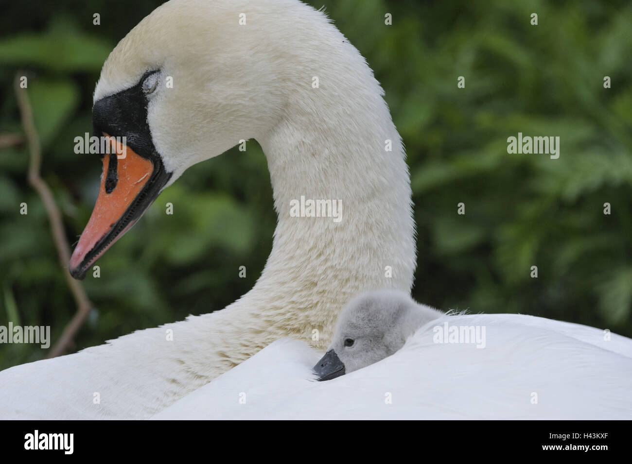 Sleeping swan hi-res stock photography and images - Alamy