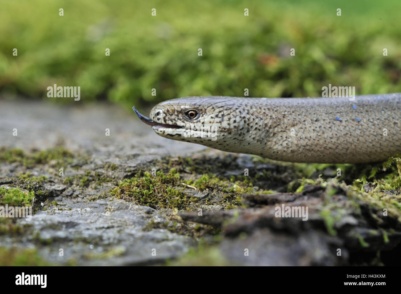 Blindworm hi-res stock photography and images - Alamy