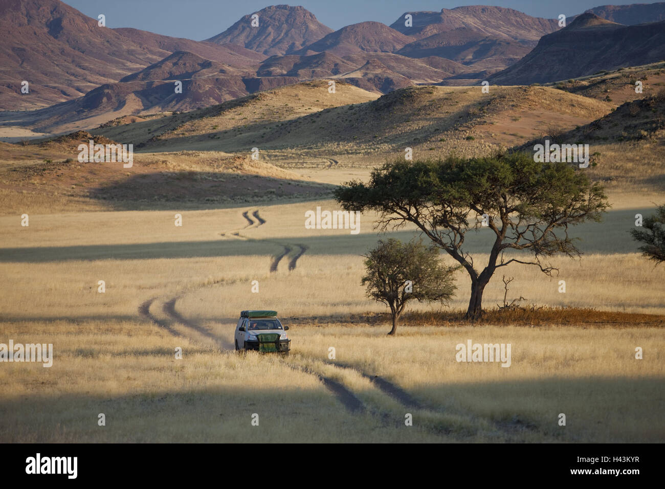 Camel spike trees hi-res stock photography and images - Alamy