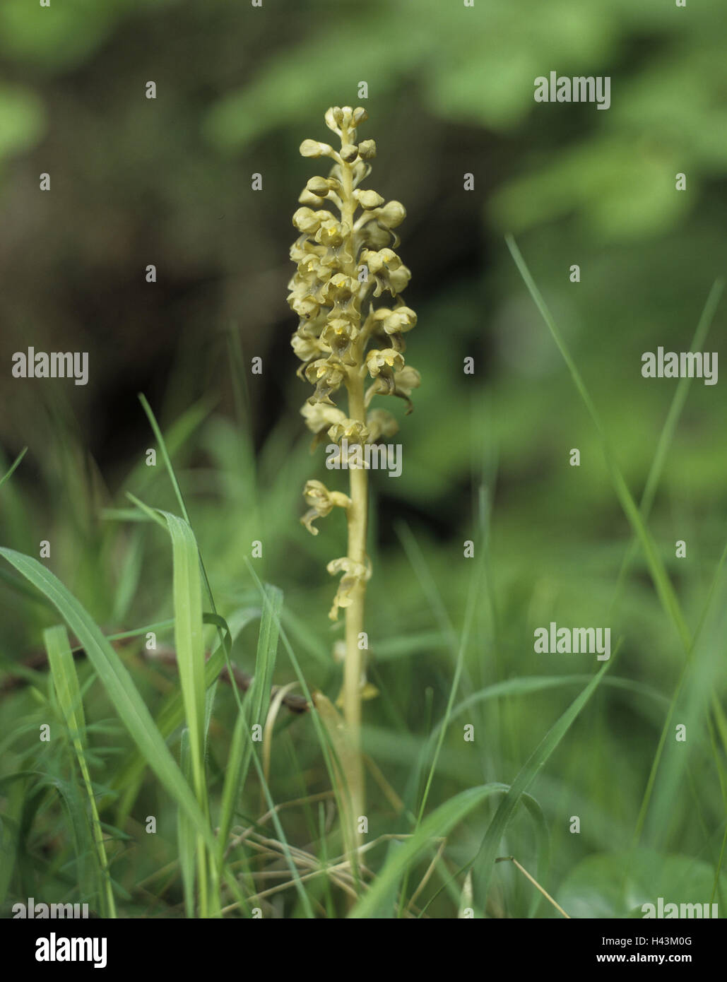 Meadow, Nestwurz, Neottia nidus notice, flower, plant, wild plant ...