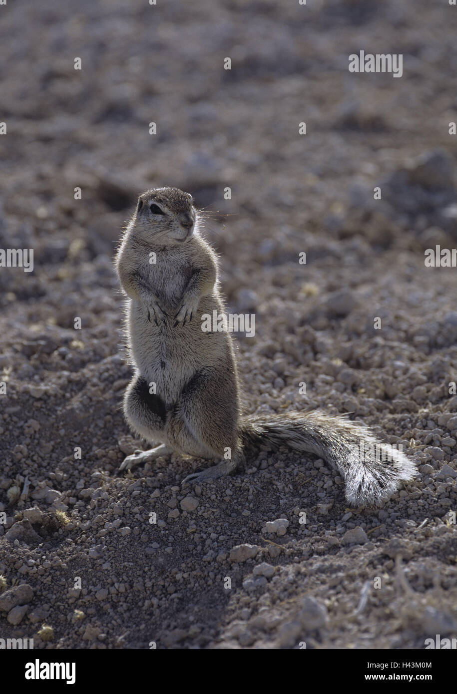 Gravelly soil, gopher, Xerus inaurus, watchfulness, animal world ...