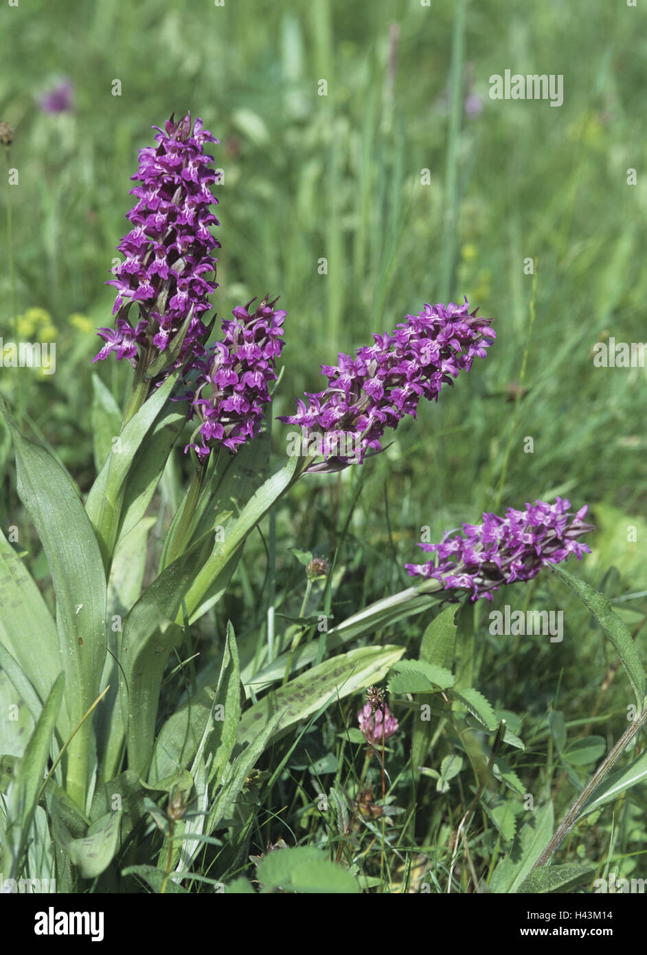 Meadow, fox' orchis, Dactylorhiza, fuchsii, blossom, plants, flowers ...