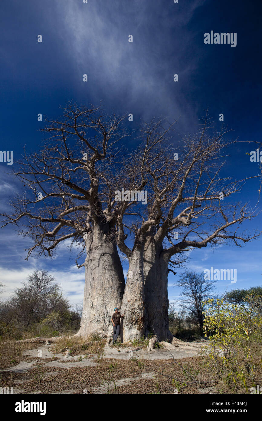 Africa, Botswana, North west District, Nxai-Pan national park, Baines-Baobabs, Adansonia ...
