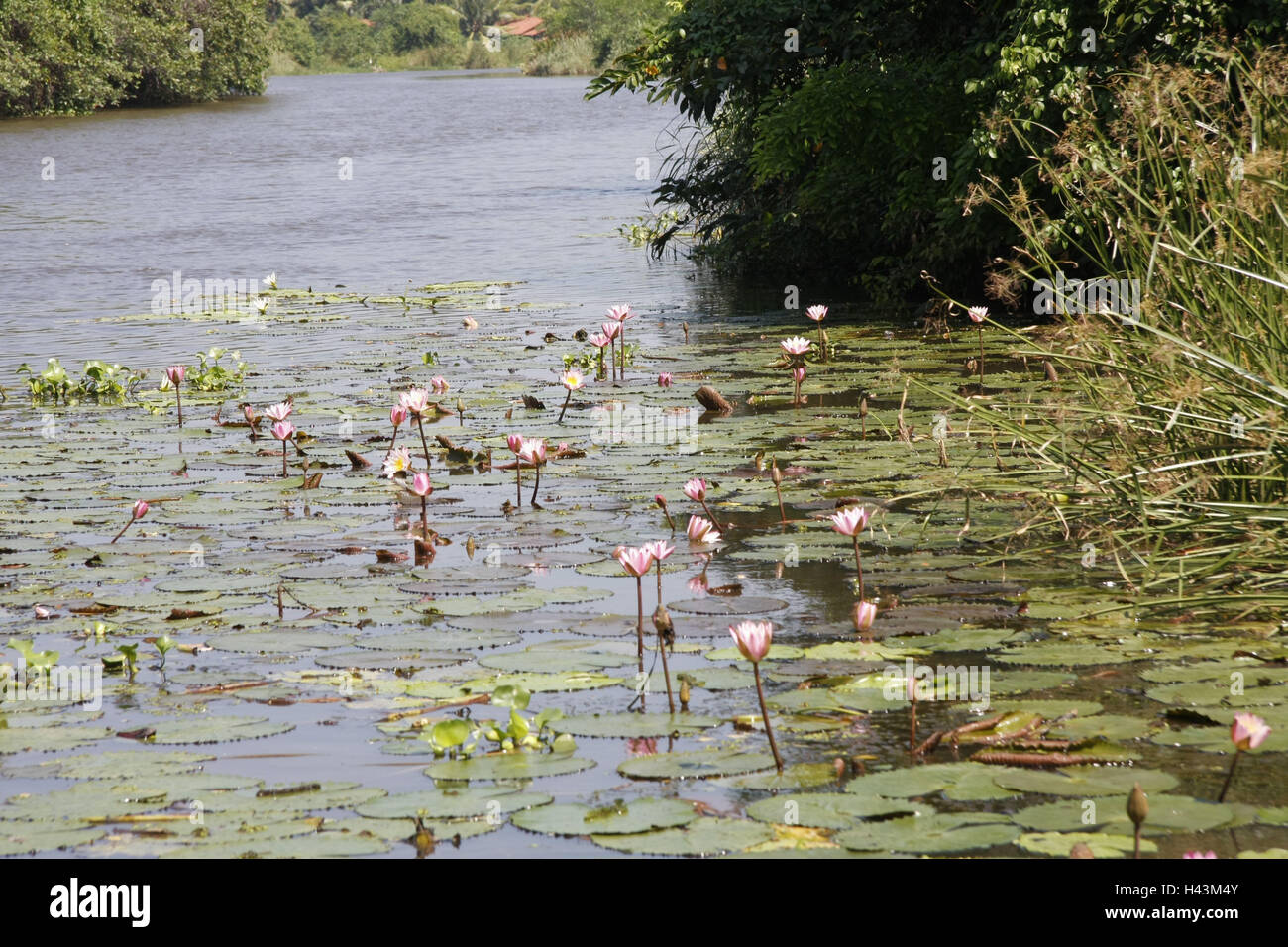 Sri Lanka, Negombo, Dutch Canal, water lilies, destination, scenery ...