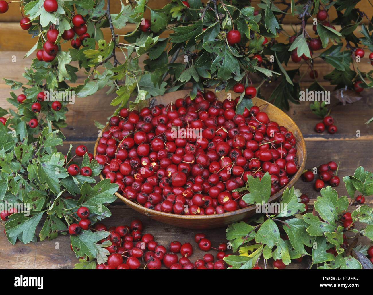 Whitethorn plant hi-res stock photography and images - Alamy