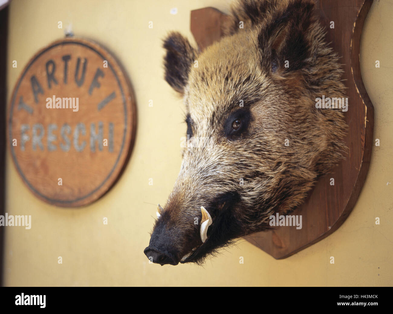 Hunting trophy wild boars head hi-res stock photography and images - Alamy