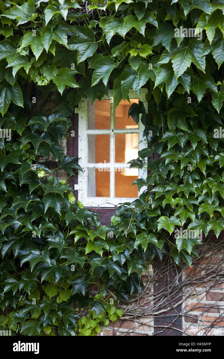 House, detail, window, covered Stock Photo - Alamy