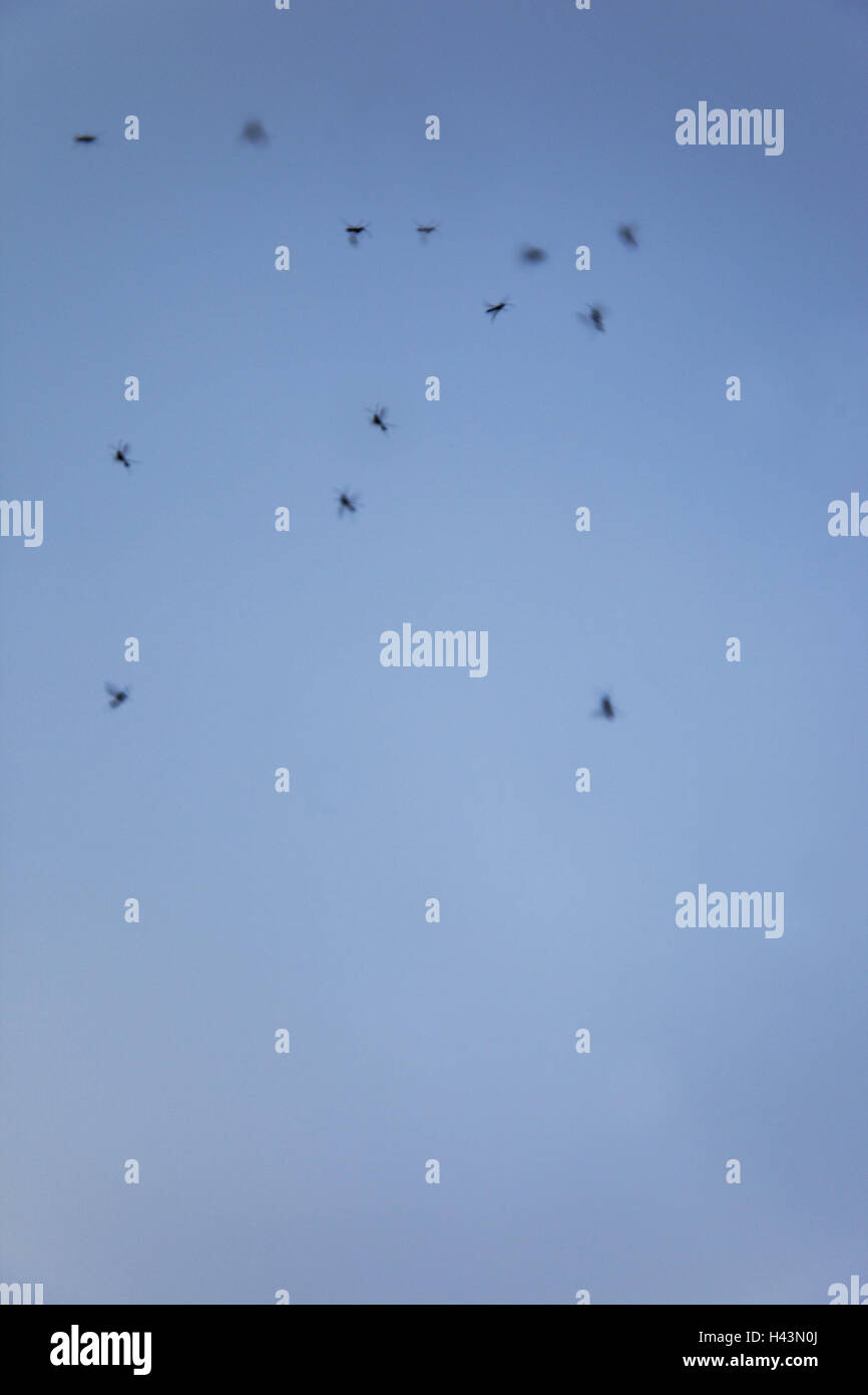 Swarm Of Mosquitoes High Resolution Stock Photography and Images - Alamy