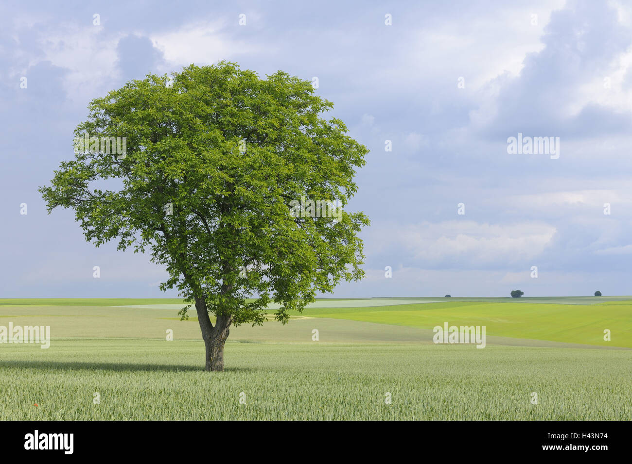 Germany, Rheinlandpfalz, Stetten, grain-field, fields, walnut-tree ...