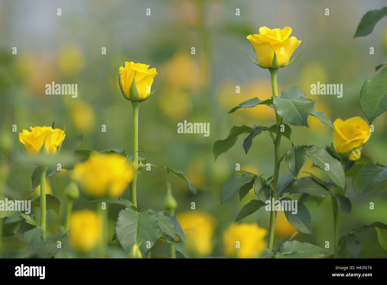 Rose, market garden, rose breeding, yellow Stock Photo - Alamy