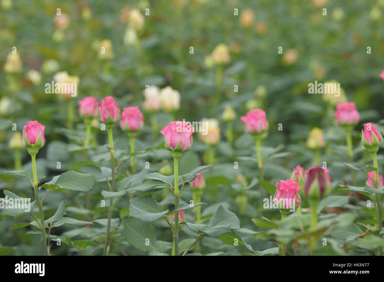 Rose breeding hi-res stock photography and images - Alamy