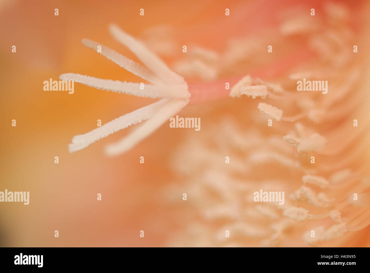 Orange geranium hi-res stock photography and images - Alamy