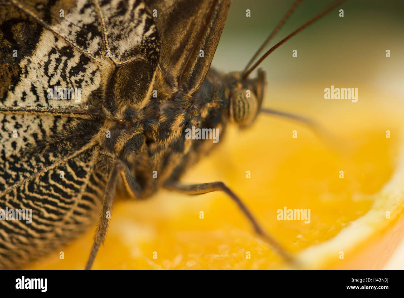 Citrus butterfly hi-res stock photography and images - Alamy