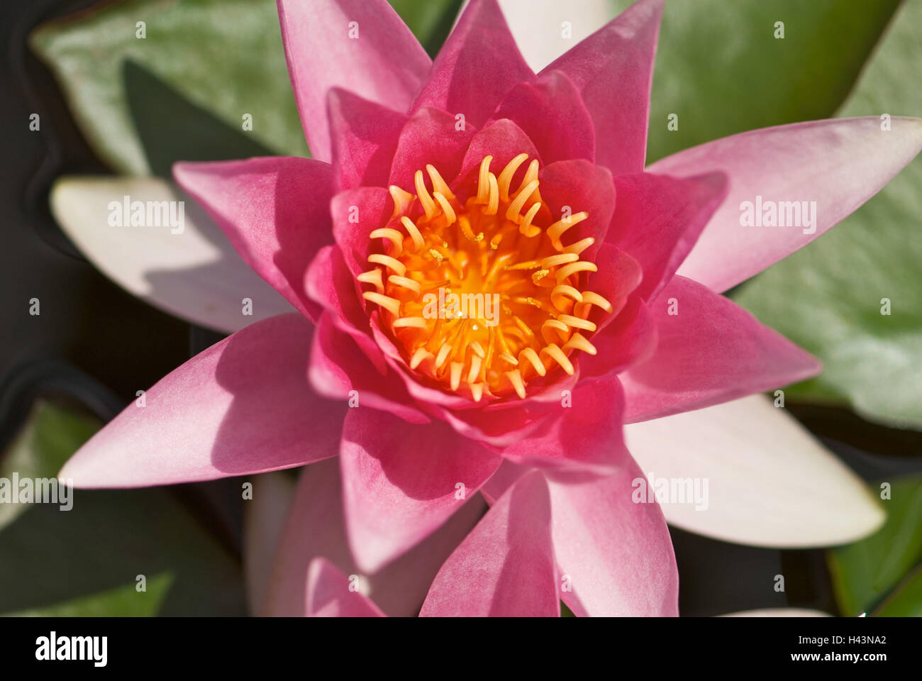 Water lily, pink, from above, Nymphaeceae, Nymphaea tuberosa x odorata ...