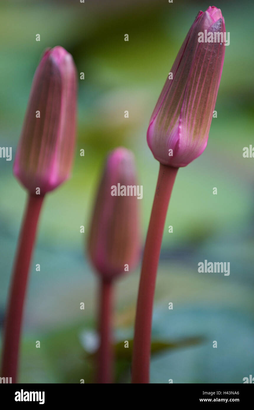 Water lily, buds, three, closed, detail, blur Stock Photo - Alamy
