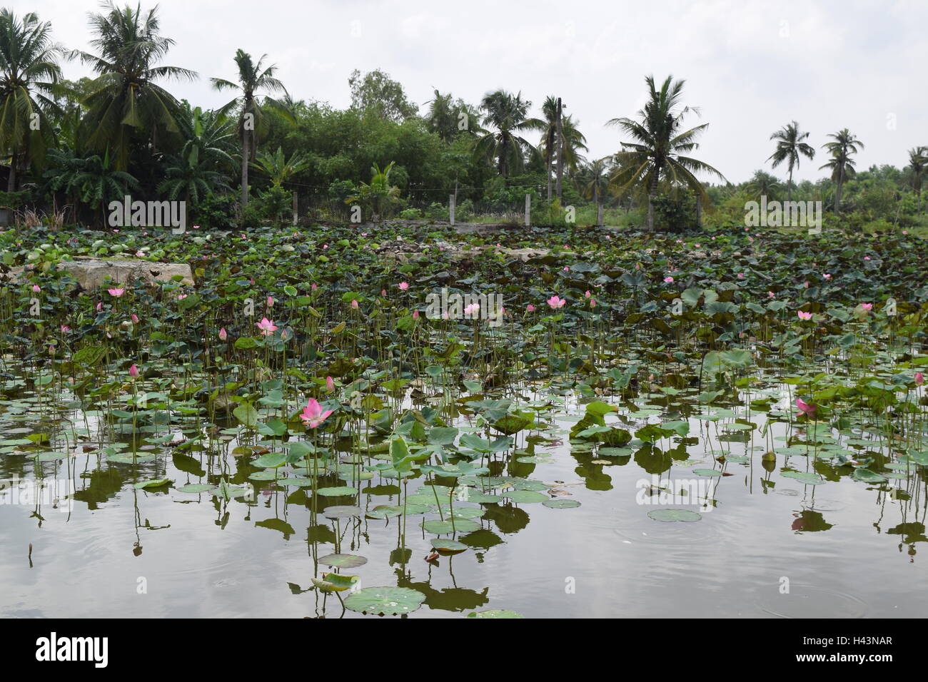 Lotus field hi-res stock photography and images - Alamy
