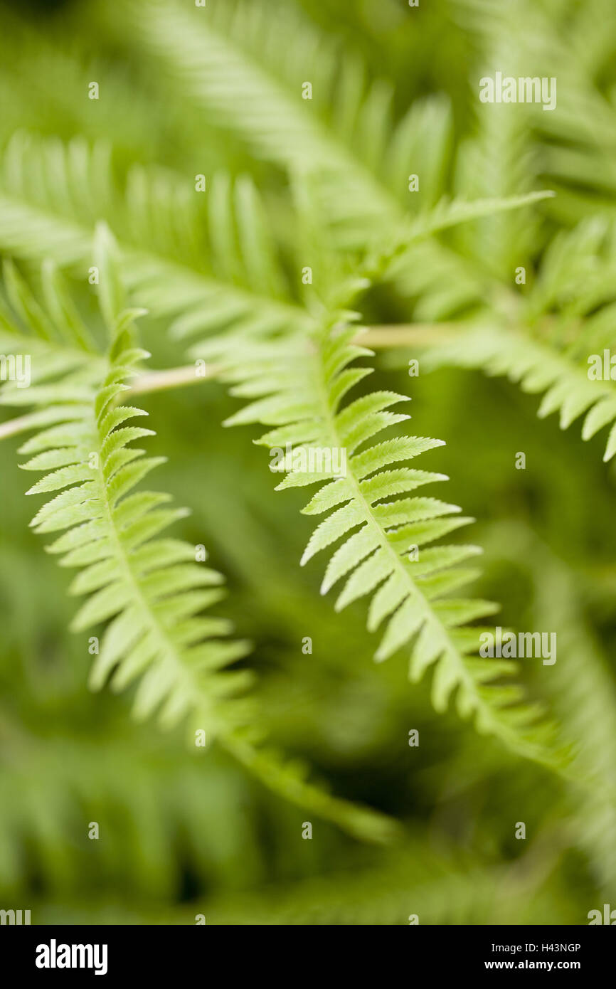 Fern frond, detail Stock Photo - Alamy