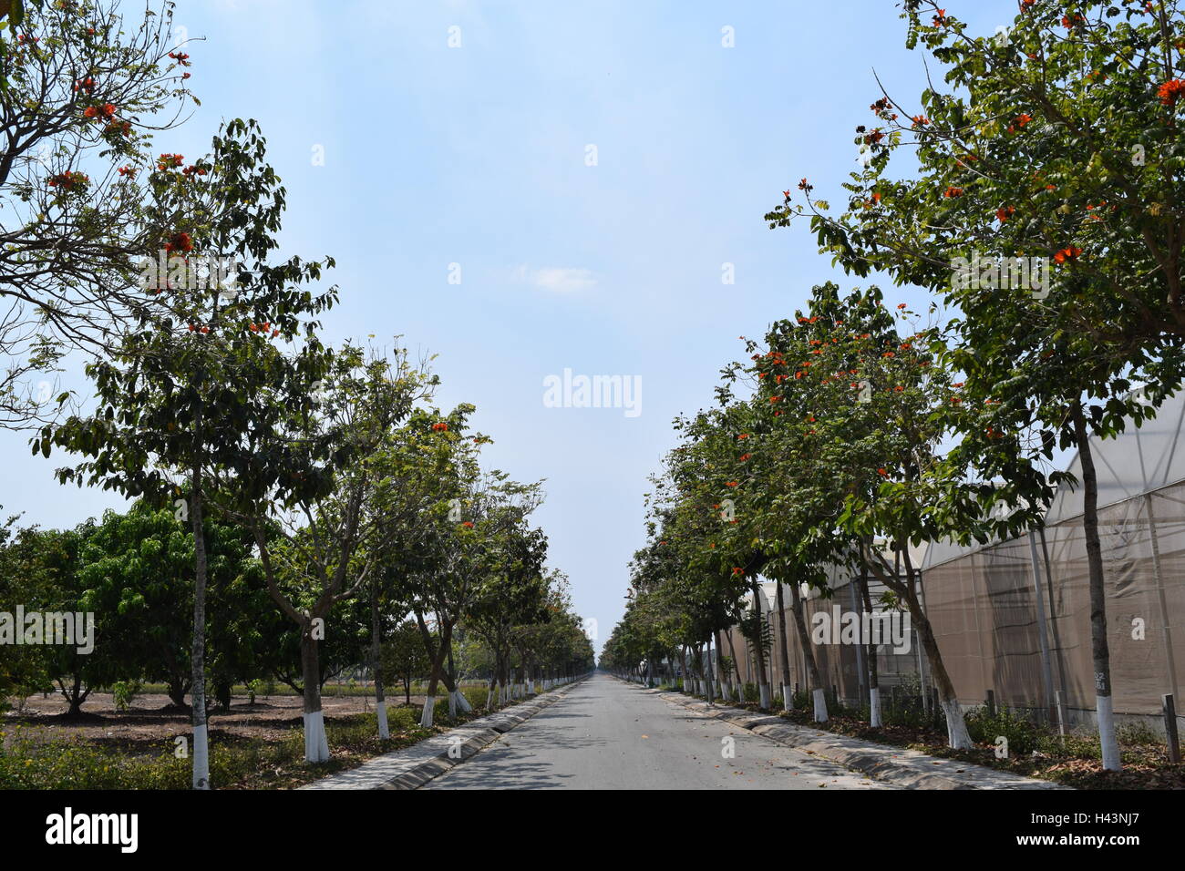 open road with tree rows on the pavement Stock Photo - Alamy