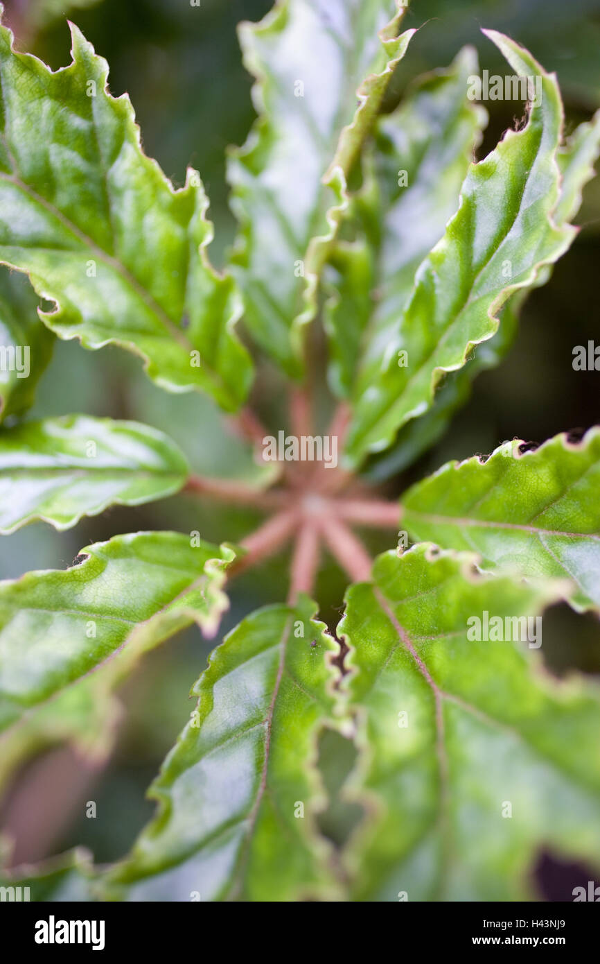 Northern Ireland, Belfast, botanical garden, palm house, green plants ...