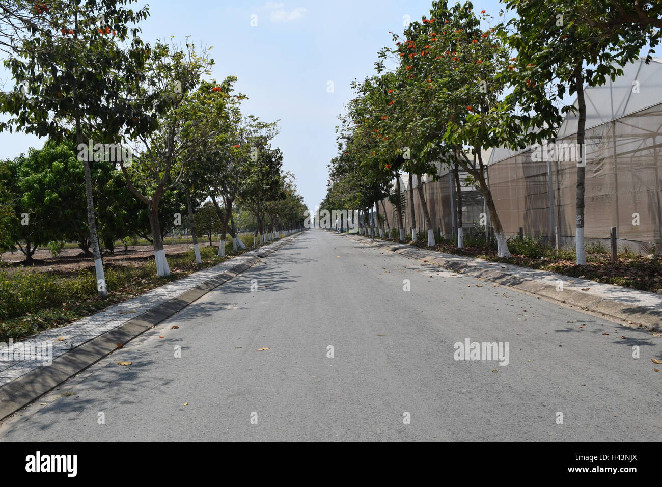 open road with tree rows on the pavement Stock Photo - Alamy