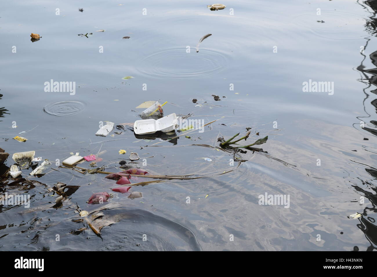 polluted river water with many domestic trash Stock Photo - Alamy