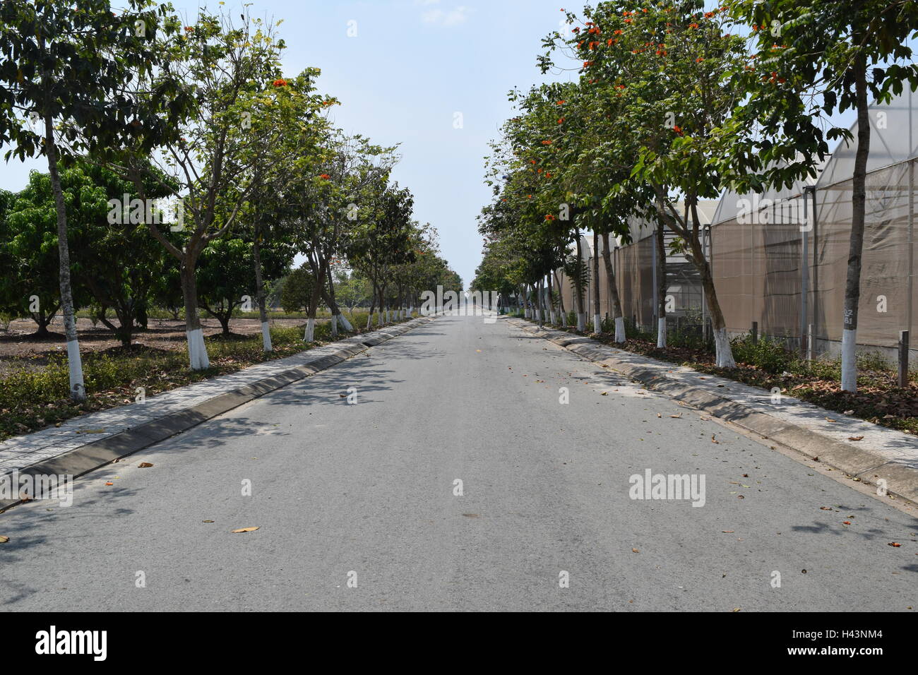 open road with tree rows on the pavement Stock Photo - Alamy
