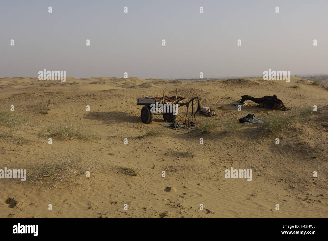 India, Rajasthan, Bikaner, scenery, desert, carriage, camel Stock Photo ...